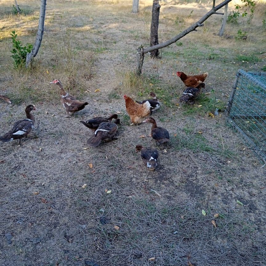 Утята шипуны