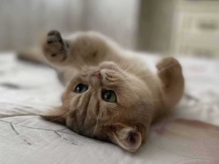 Британская кошка вязка