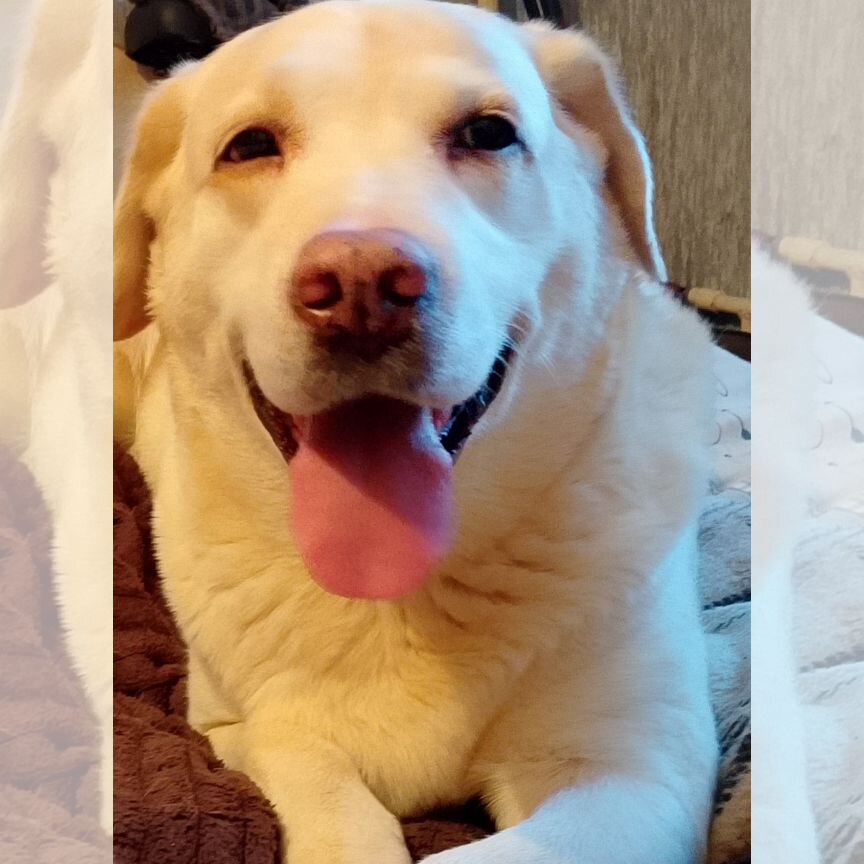 Лабрадор-ретривер, взрослая собака