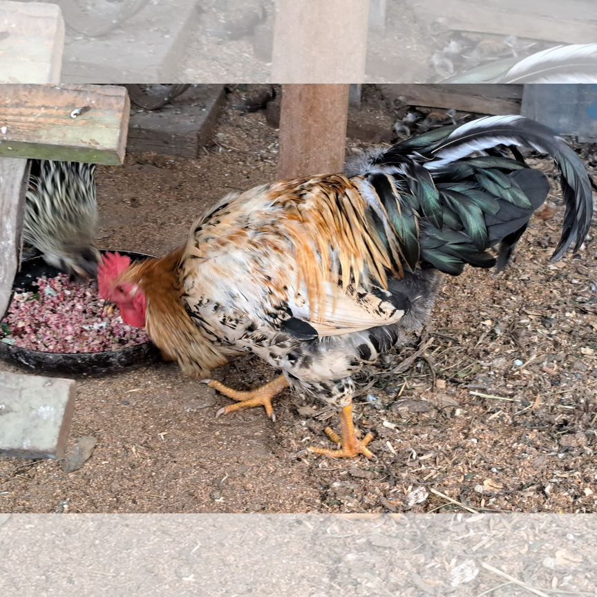 Молодые петухи