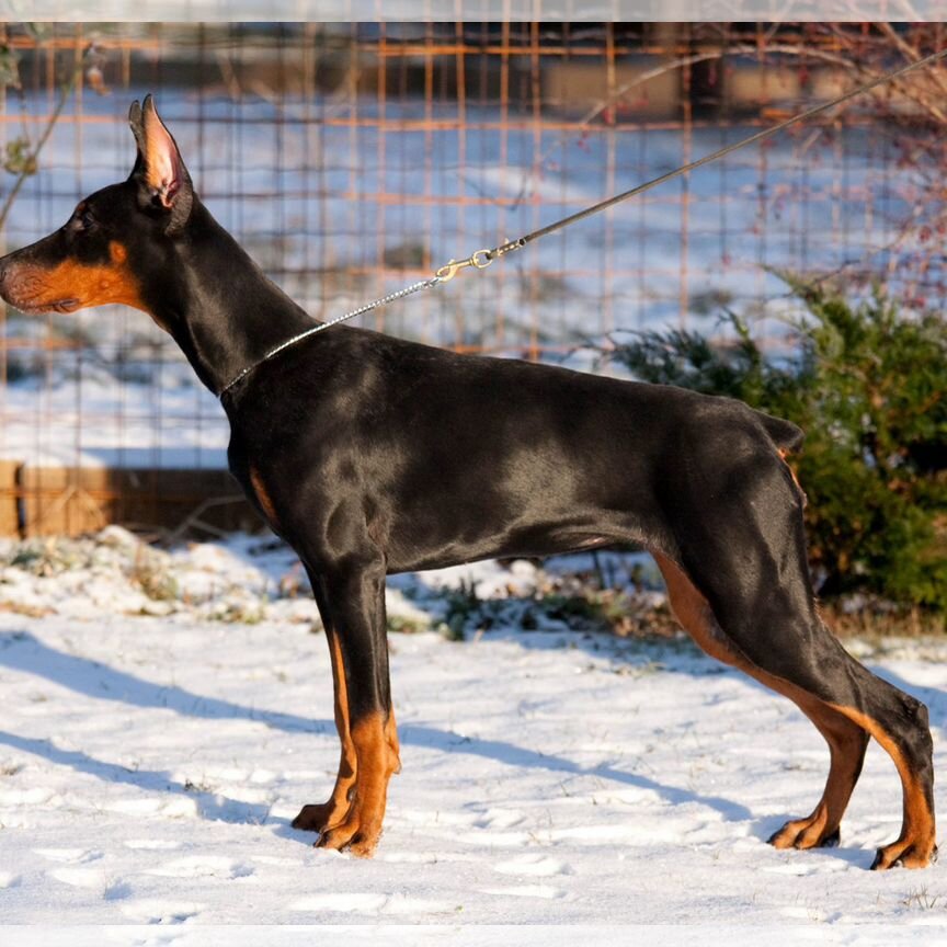 Доберман, щенок