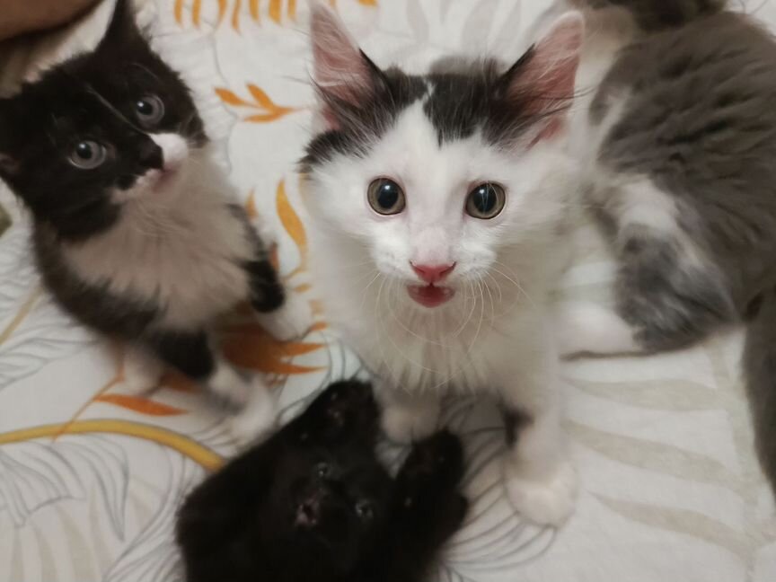 Котята, курбобики