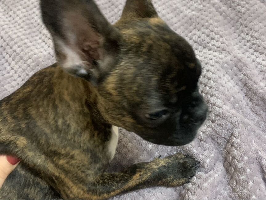 Французский бульдог