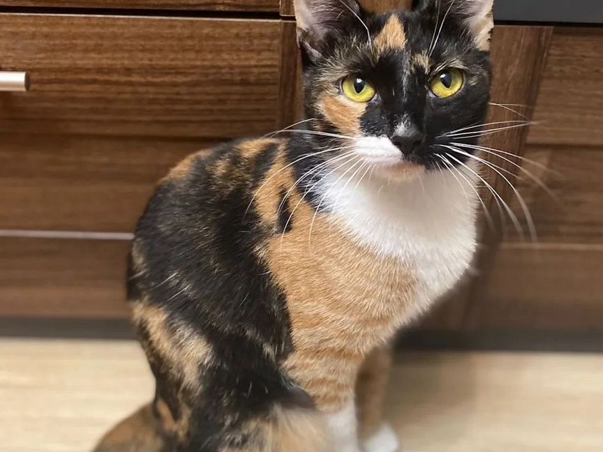 Кошечка с редким трехцветным окрасом