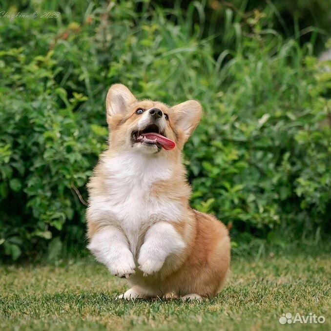 Само очарование девочка вельш корги пемброк