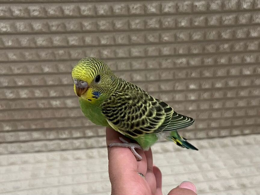 Волнистый попугай