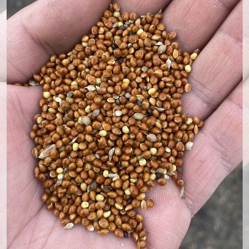 Просо красное кормовое для животных