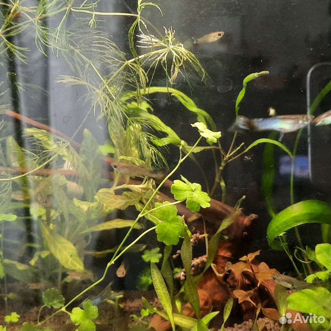 Аквариумные рыбки гуппи, улитки ампулярии