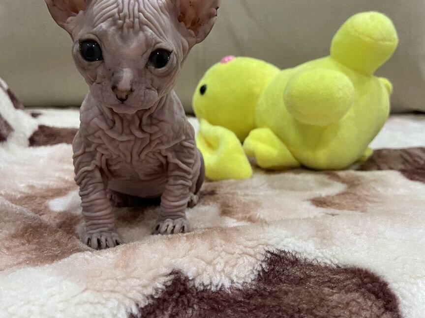 Котята Донского сфинкса
