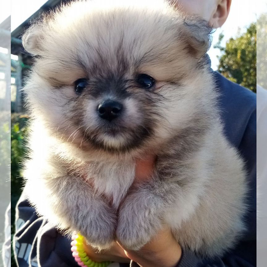 Померанский шпиц, щенок