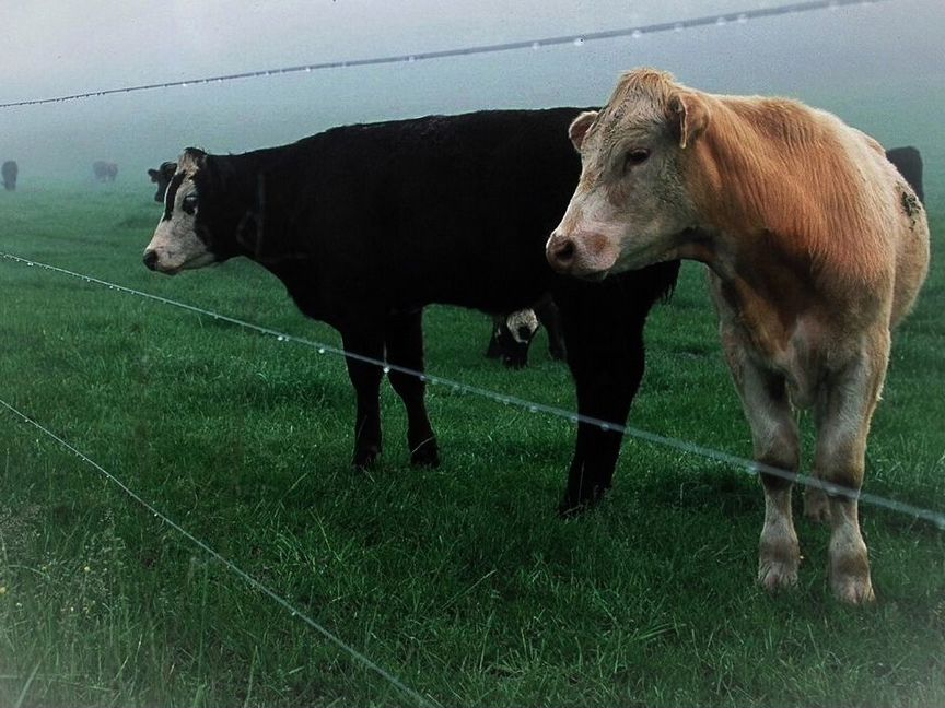 Электропастухи с доставкой