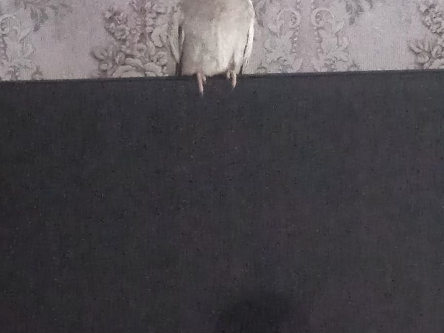 Попугай корелла