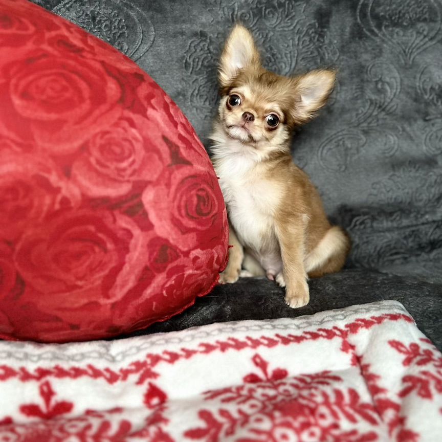 Щенки чихуахуа мини пупсики