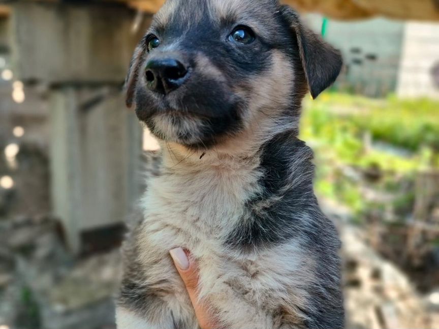 Отдам в добрые руки