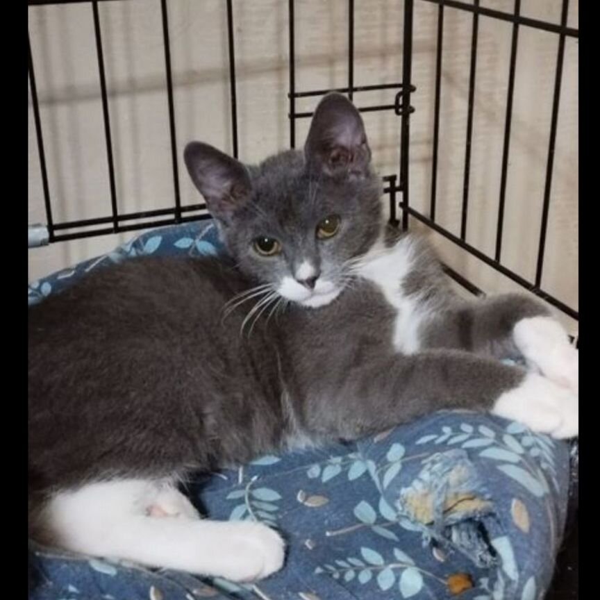 Сандра, 3 мес