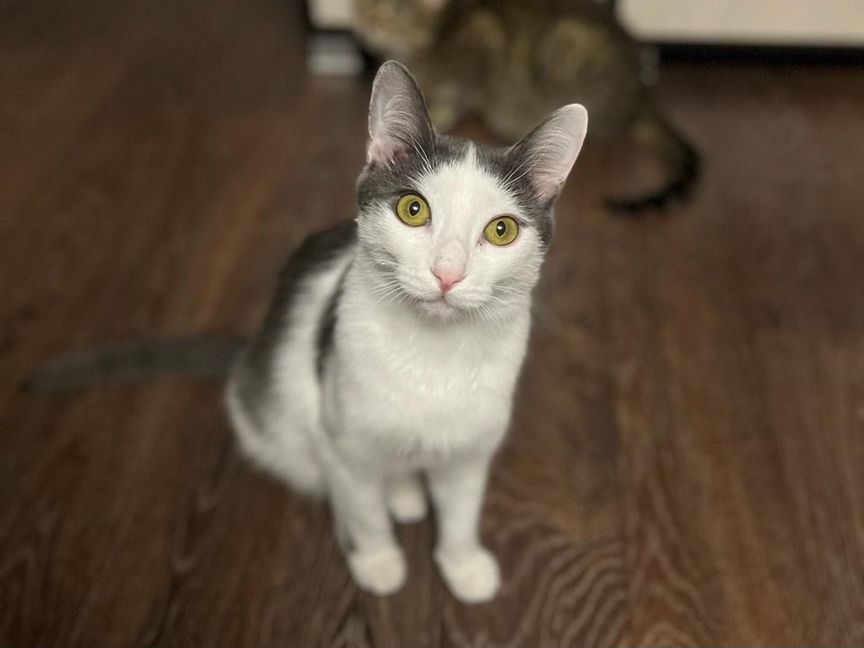 Вася ищет дом) Ходит на лоток кастрирован