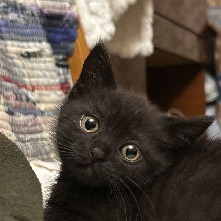 Шотландская кошка