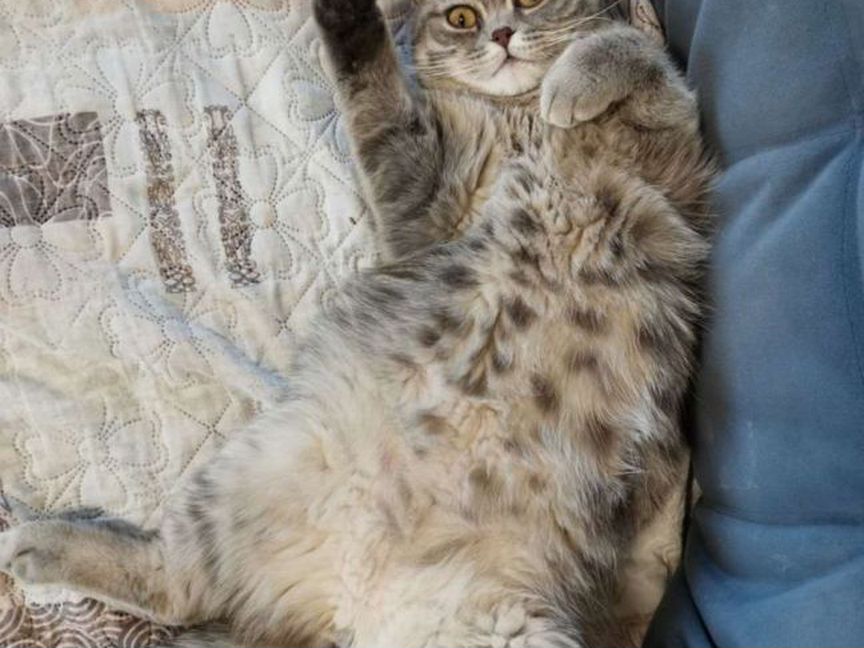 Коты отдам в добрые руки