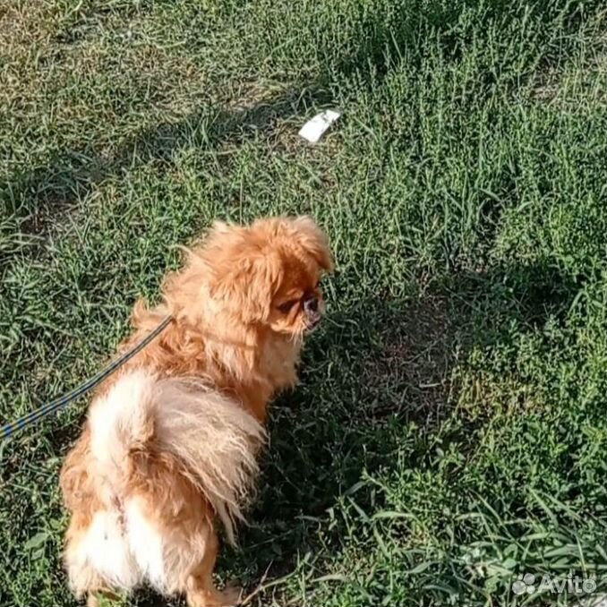 Пекинес в добрые руки