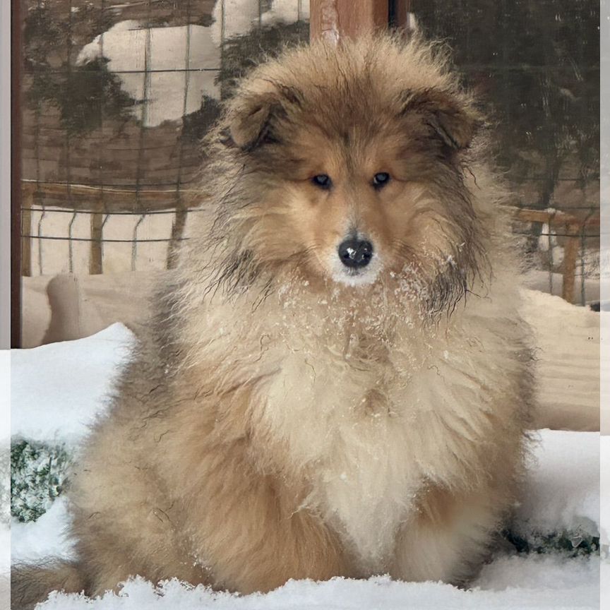 Колли и только колли