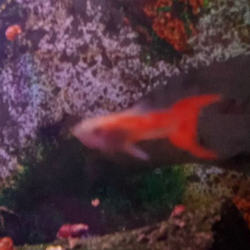 Аквариумные рыбки гуппи мальки