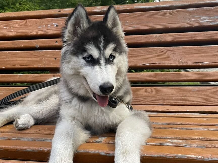 Щенок хаски