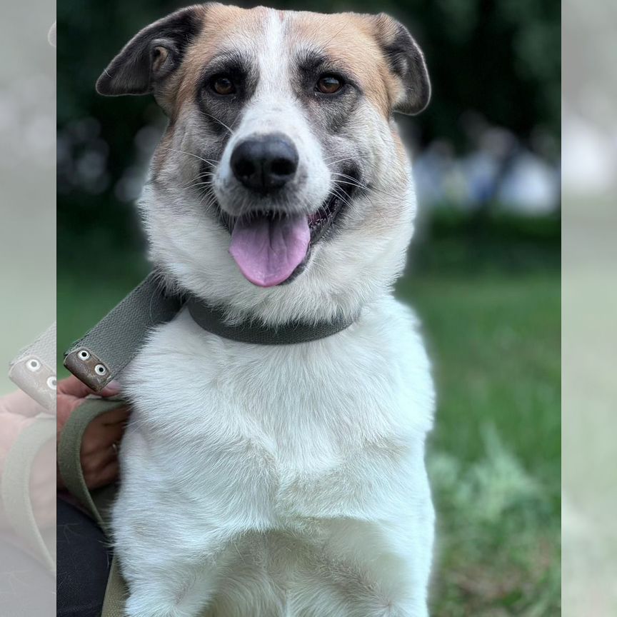 Собака ищет дом