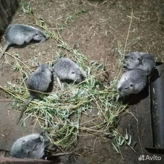 Нутрии самки
