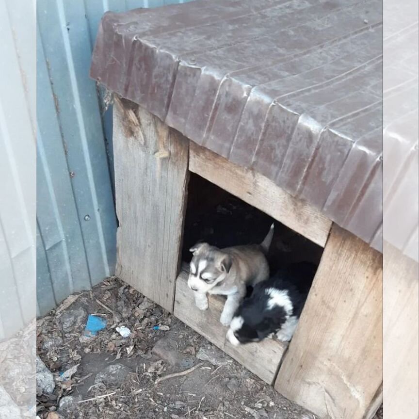 Сибирский хаски, щенок