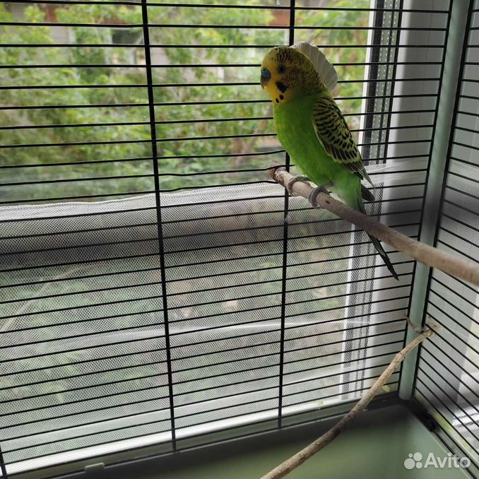 Волнистый попугай пара