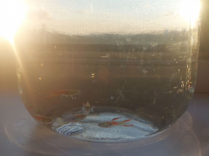 Рыбки Гуппи