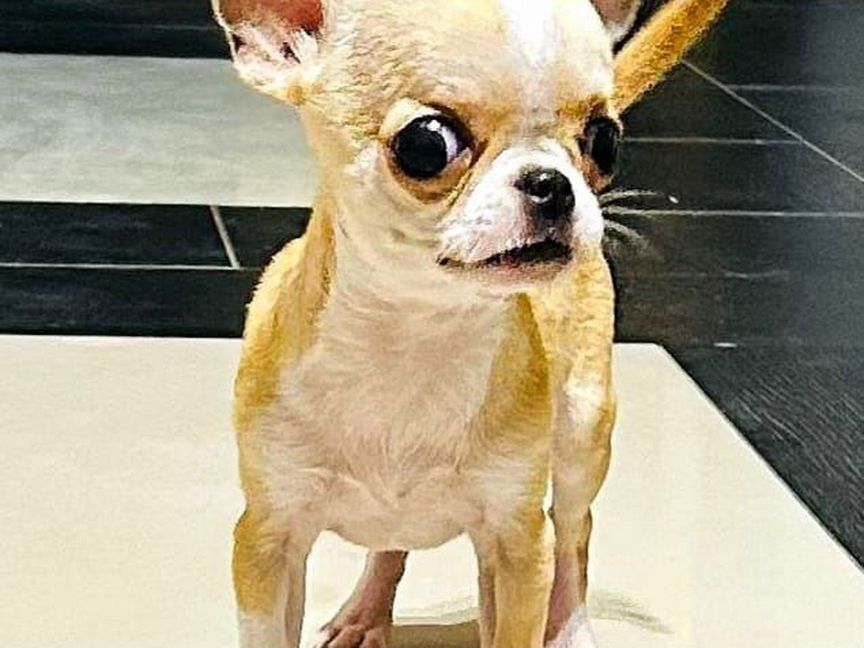 Щенки чихуахуа