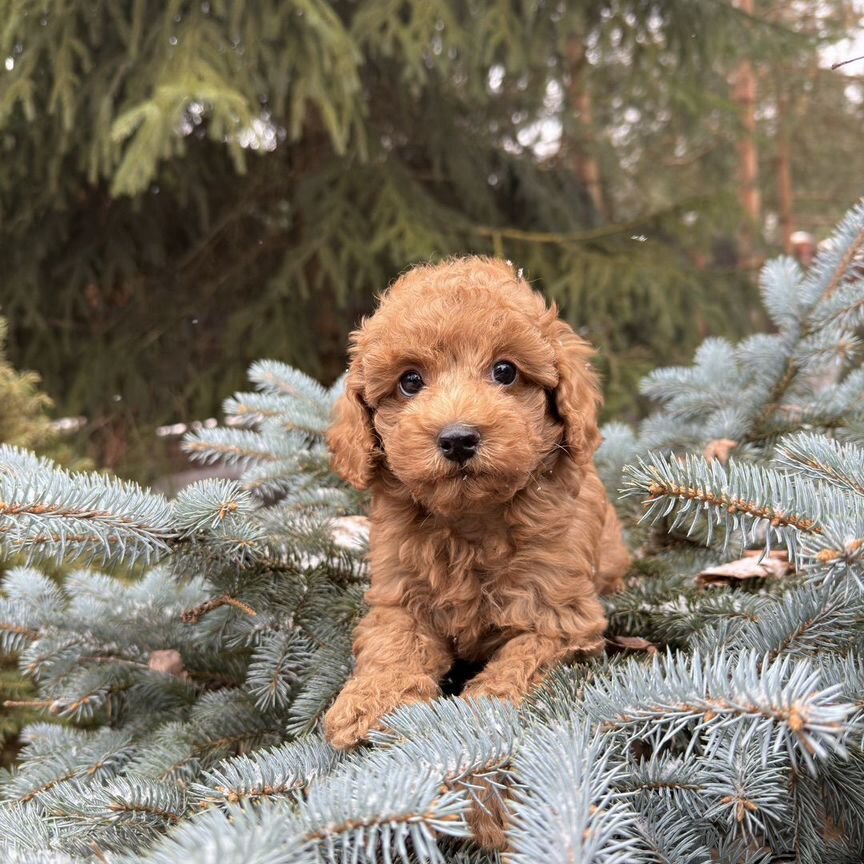 Той-пудель ред braun мини РКФ мальчик
