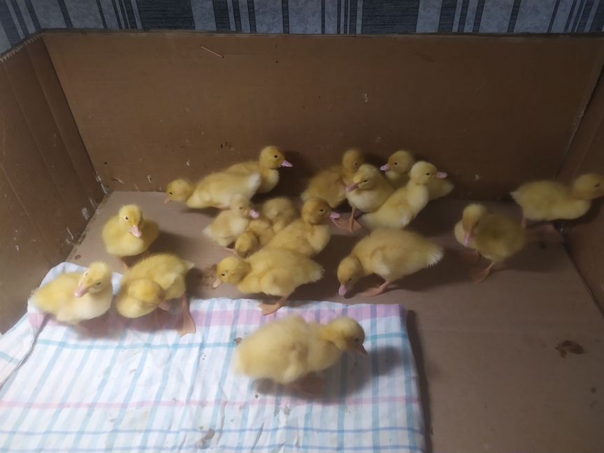 Утка агидель