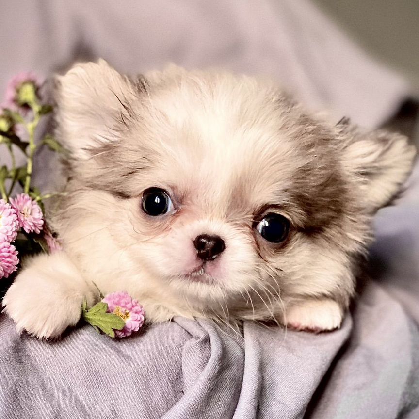 Чихуахуа, щенок