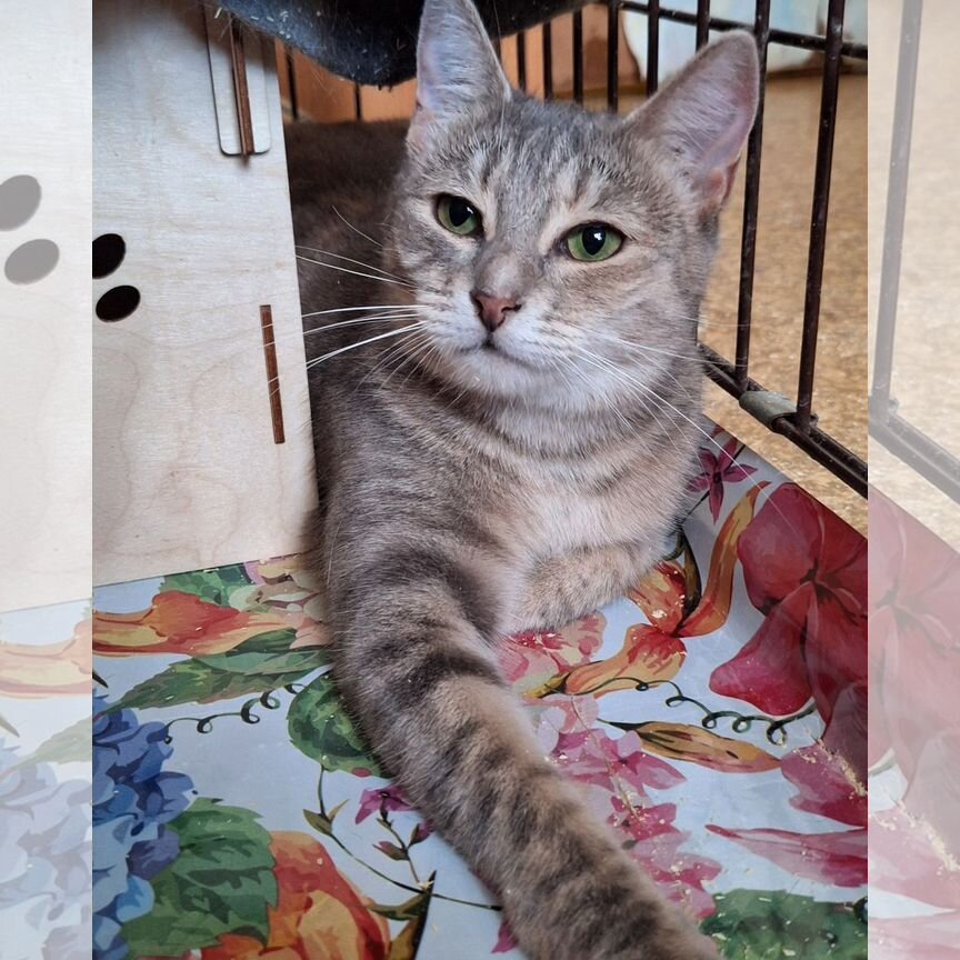 Ищу тебя, хозяин