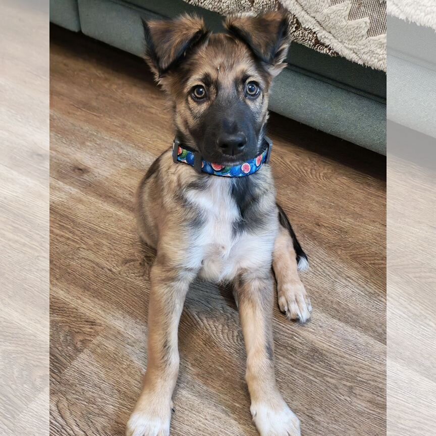 Щенок в добрые руки