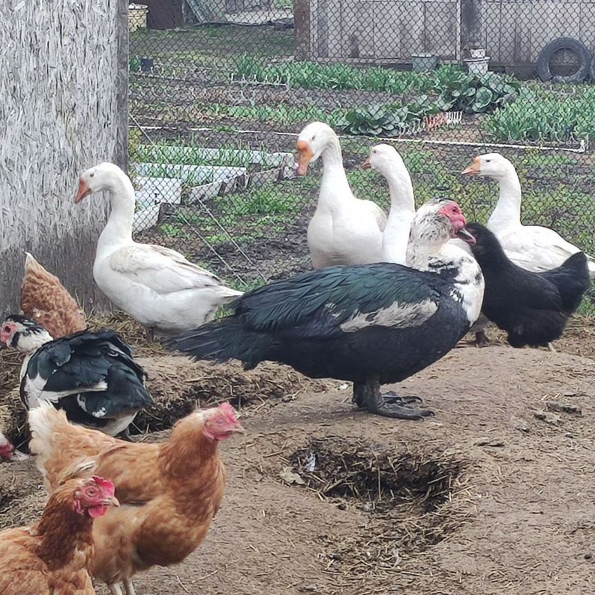 Продам птицу