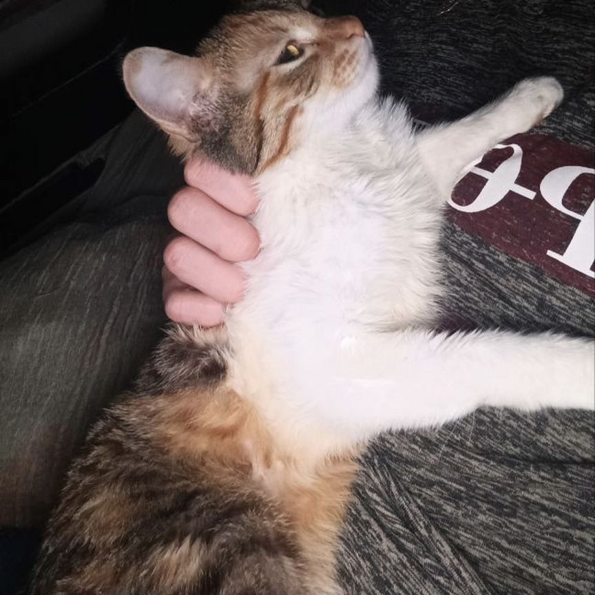В добрые руки кошку