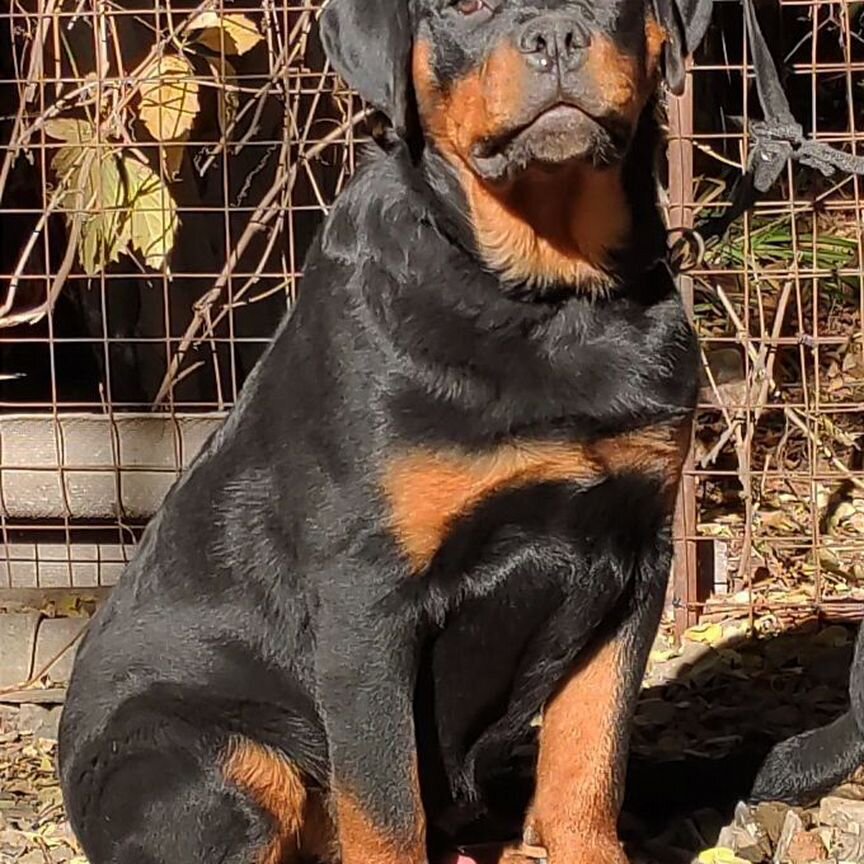 Красотун РКФ