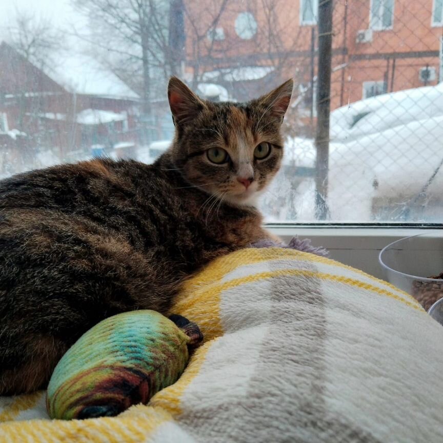 Котенок в добрые руки