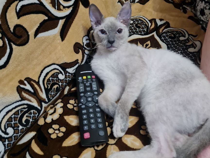 Котенок девочка