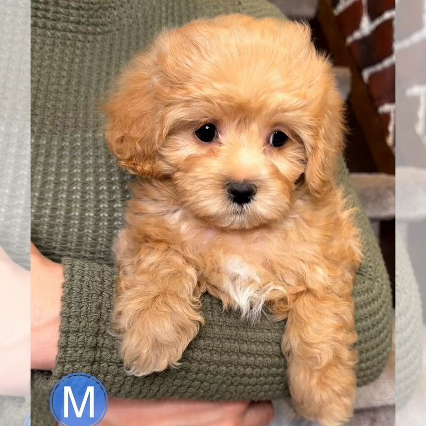 Мальтипу, щенок