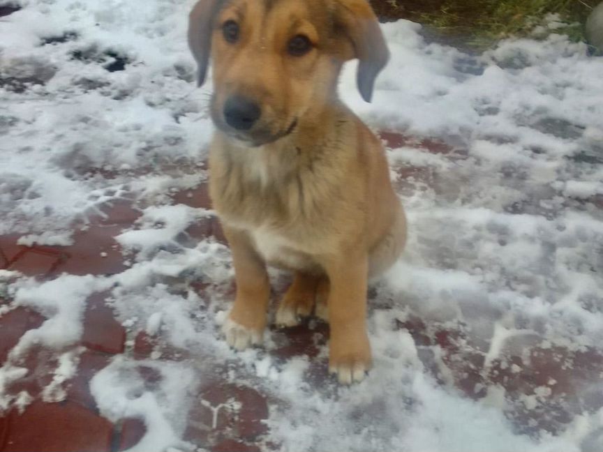 Щенок Белка 3 мес бесплатно в добрые руки