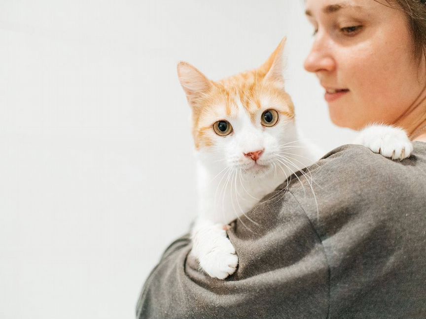 Ласковый кот ищет дом