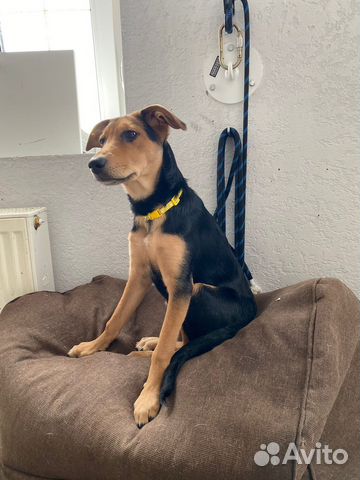 Собака щенок-подросток