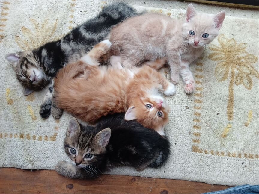 Котенок кошки котята