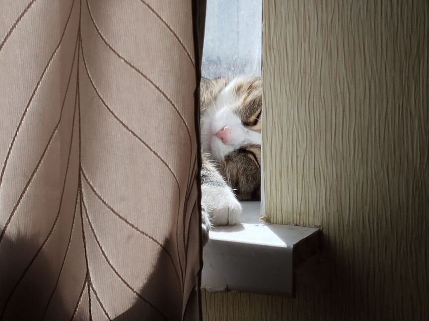 Кот