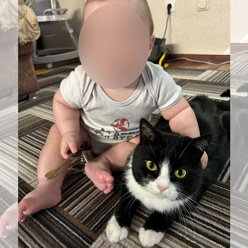 Взрослый кот в добрые руки