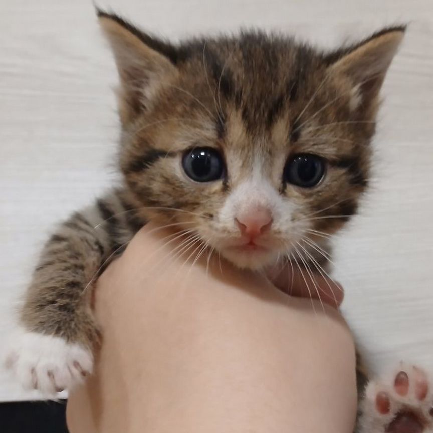 Котёнок в добрые руки
